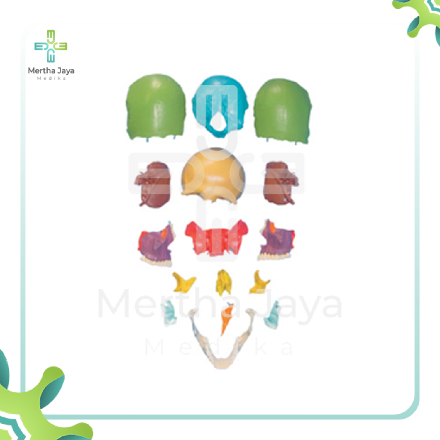 Model of Scattered Bone of Detached Skull – Mertha Jaya Medika