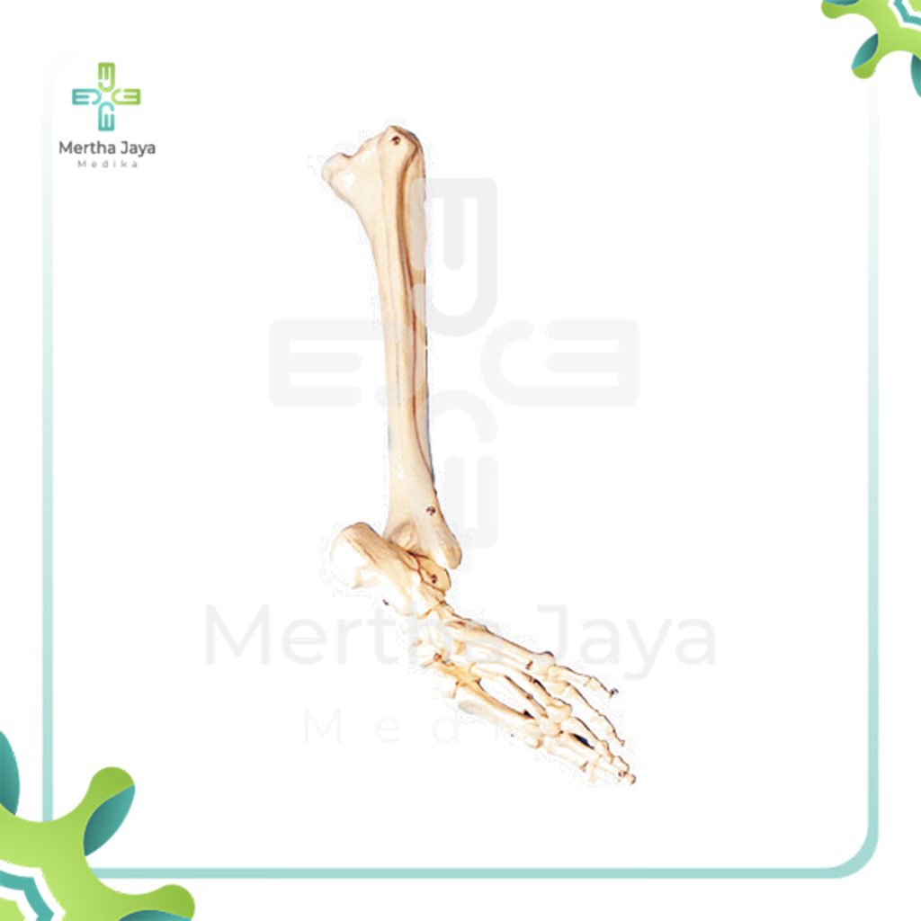 Bones of Foot, Calf Bone and Shinbone Model – Mertha Jaya Medika