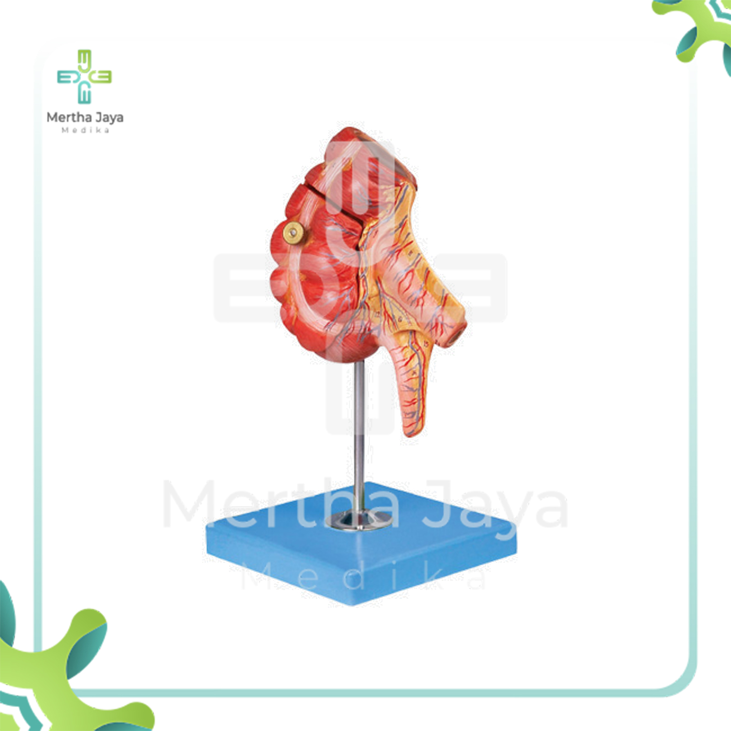 Appendix and Caecum – Mertha Jaya Medika