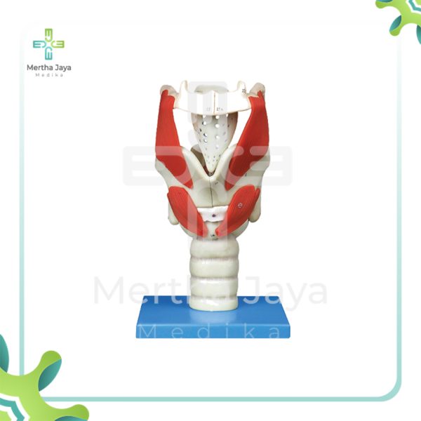 Functional Model of Larynx – Mertha Jaya Medika
