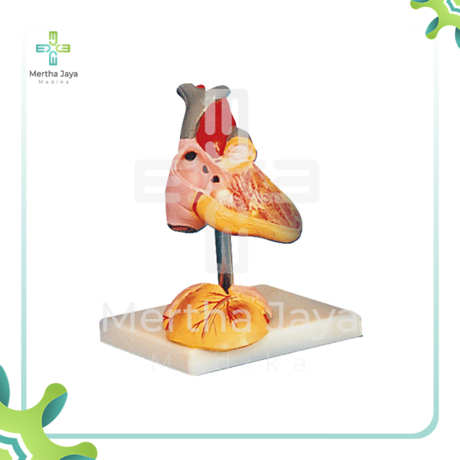 Child Heart Model – Mertha Jaya Medika