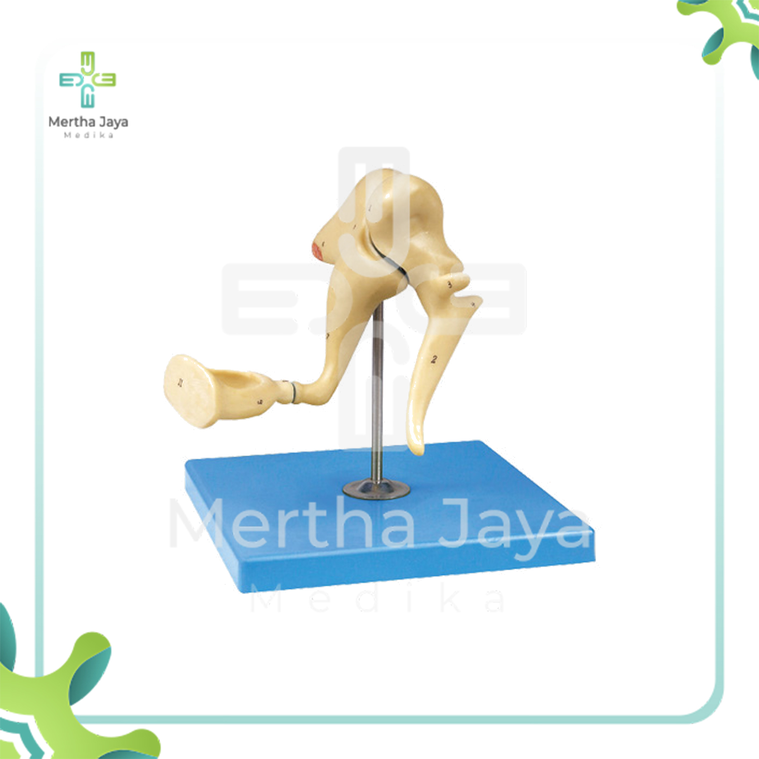 Auditory Ossicle Model – Mertha Jaya Medika