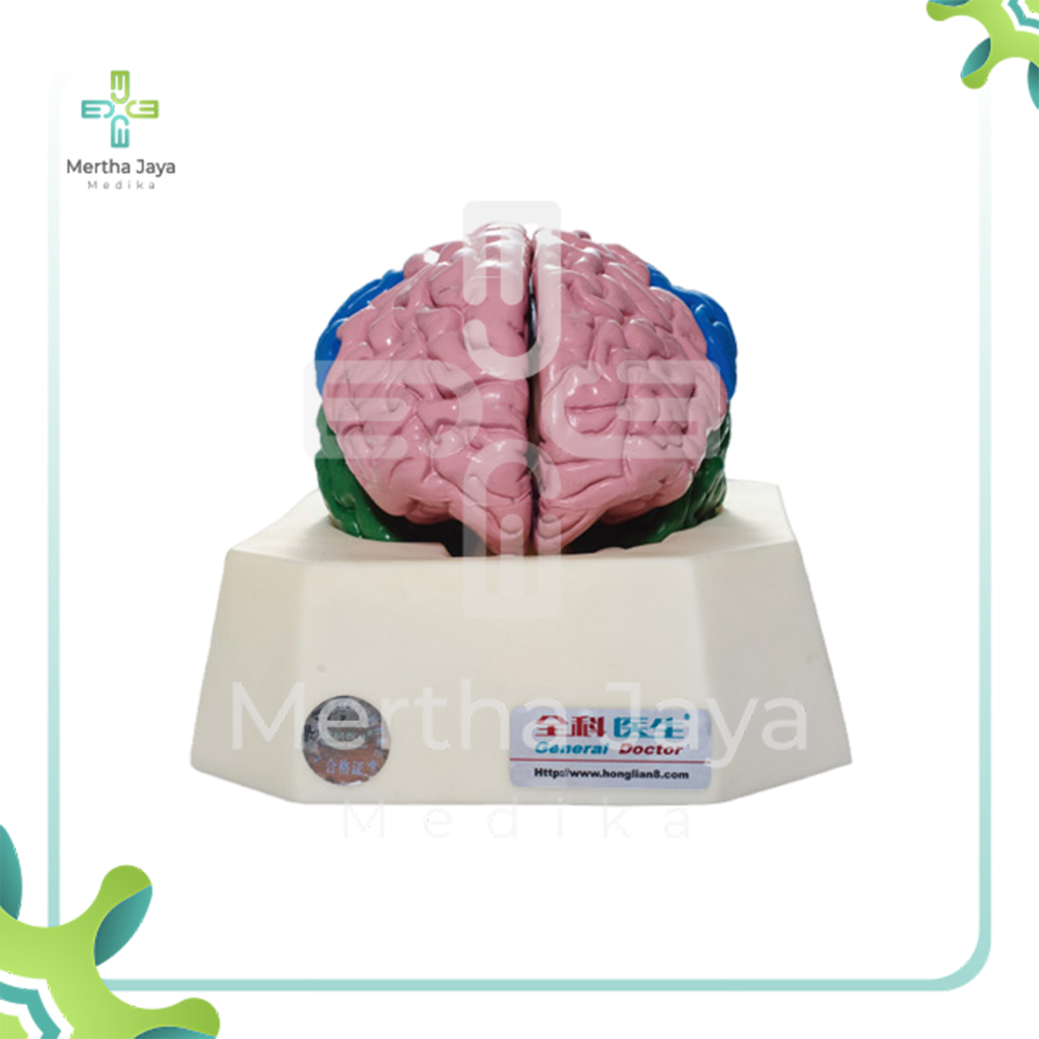 Brain Lobe Model – Mertha Jaya Medika