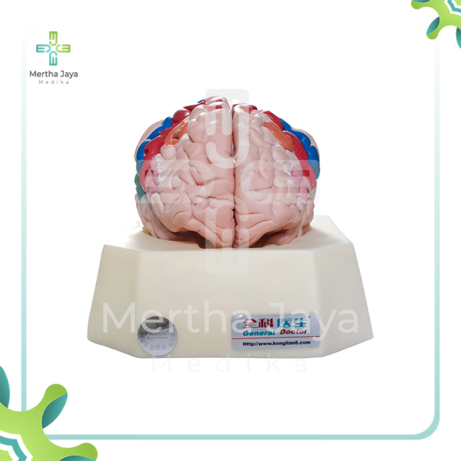 Functional Zones of Cerebral Cortex – Mertha Jaya Medika
