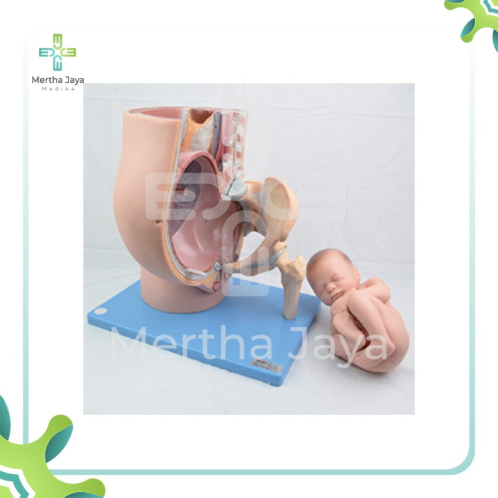 Pelvis and Fetus at 9-month Pregnancy and Half-side Pelvis Model ...
