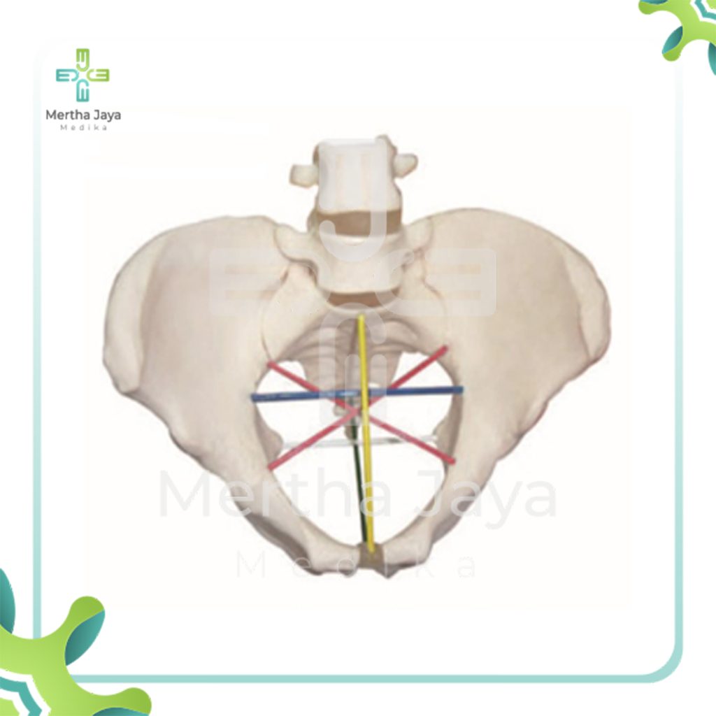 Pelvimetry Demonstration Model – Mertha Jaya Medika